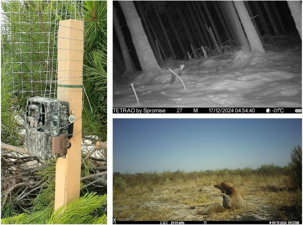 Research | European Camera Trap Project | Zooniverse - People-powered ...