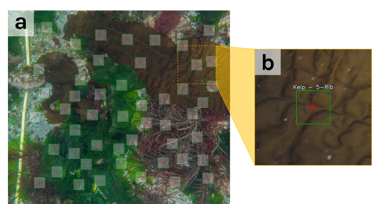 Research | Kelp Quest (Seattle Aquarium) | Zooniverse - People-powered ...