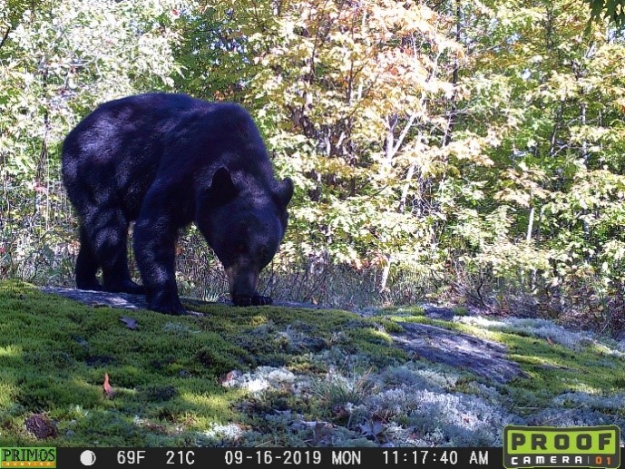 YWW 2.0 | Yooper Wildlife Watch | Zooniverse - People-powered research