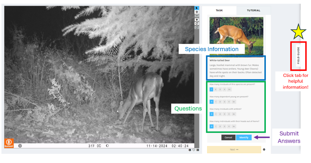 Education | Wild Behavior - Philadelphia | Zooniverse - People-powered ...