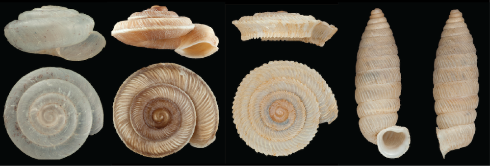 Research | Snail Scribe Archive | Zooniverse - People-powered research