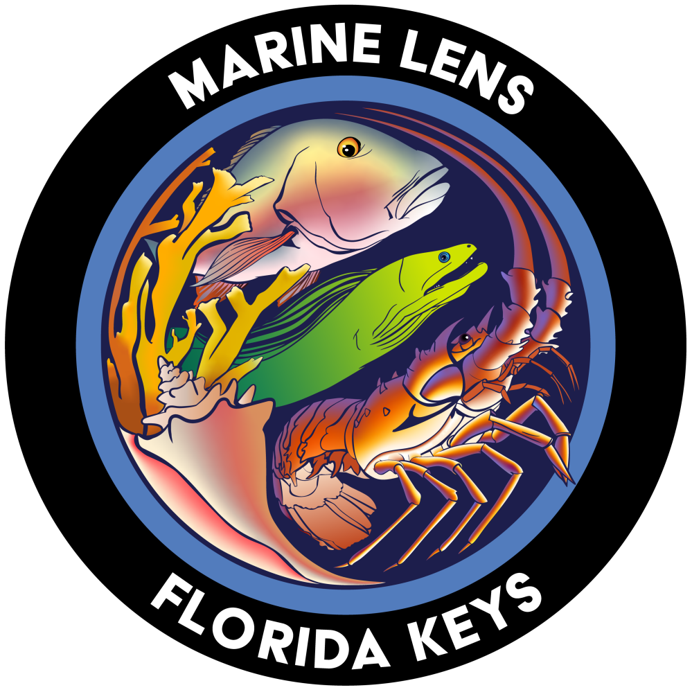 Marine Lens: Florida Keys | Zooniverse - People-powered research