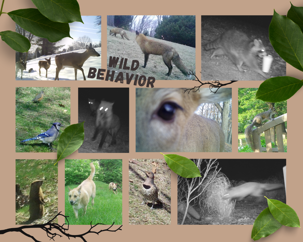 Research | Wild Behavior - Philadelphia | Zooniverse - People-powered ...